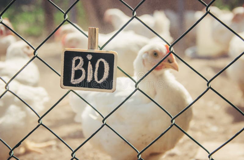 Bio Chickens on a Home Farm. Stock Photo - Image of environment, adult ...