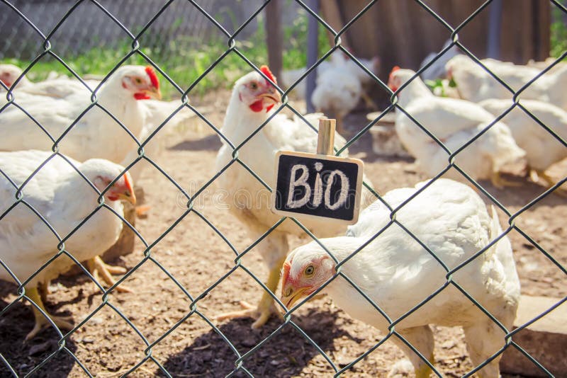 Bio Chickens on a Home Farm. Stock Photo - Image of environment, adult ...