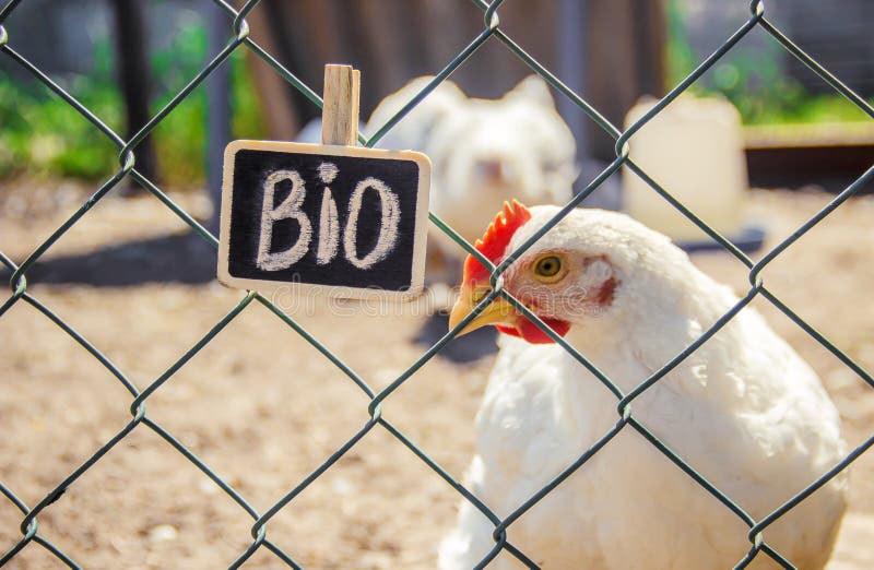 Bio Chickens on a Home Farm. Stock Photo - Image of chickens, chicken ...