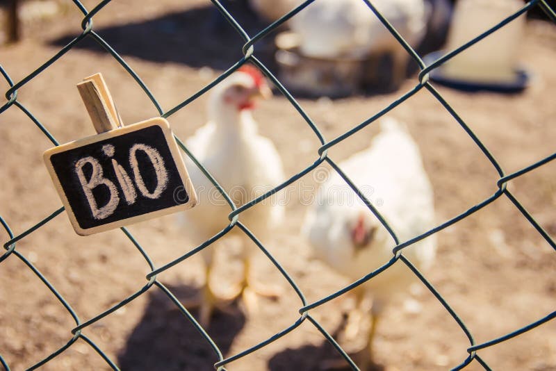Bio Chickens on a Home Farm. Stock Photo - Image of environment, adult ...