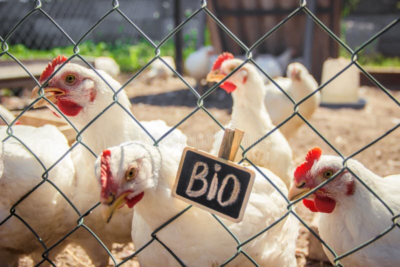 Bio Chickens on a Home Farm. Stock Photo - Image of environment, adult ...