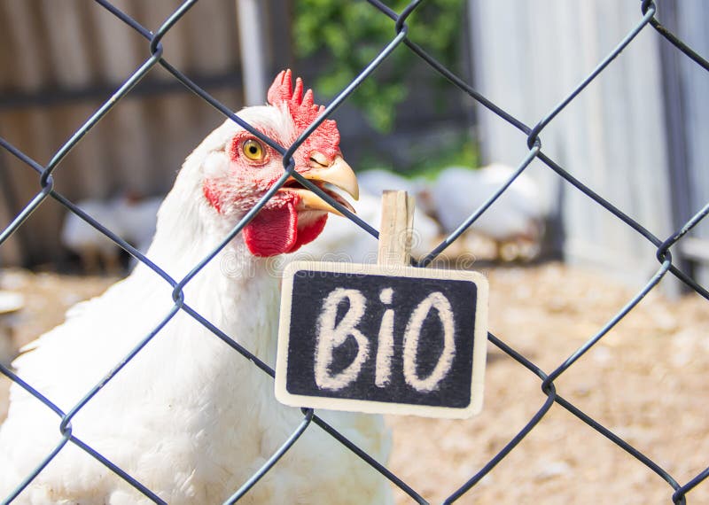 Bio Chickens on a Home Farm. Stock Photo - Image of environment, adult ...