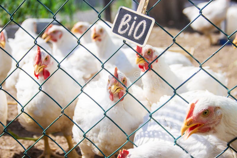 Bio Chickens on a Home Farm. Stock Photo - Image of environment, adult ...