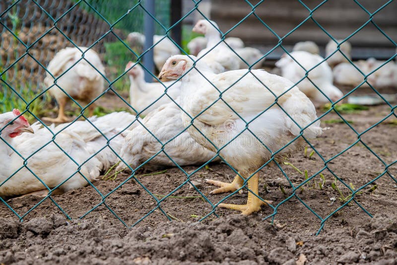 Bio Chickens on a Home Farm. Stock Photo - Image of environment, adult ...