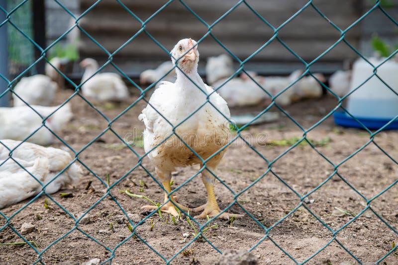 Bio Chickens on a Home Farm. Selective Focus Stock Image - Image of ...