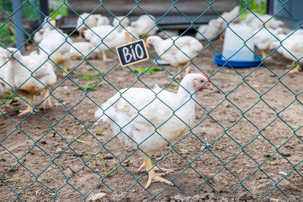 Bio Chickens on a Home Farm. Selective Focus Stock Photo - Image of ...