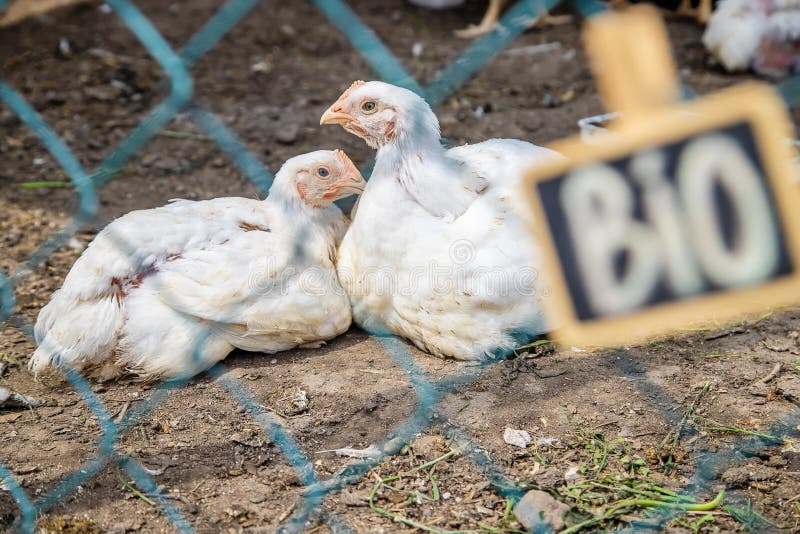 Bio Chickens on a Home Farm. Selective Focus Stock Photo - Image of ...