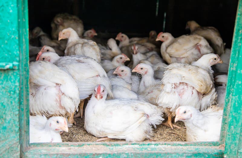 Bio Chickens on a Home Farm. Selective Focus Stock Image - Image of ...