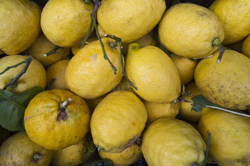 Bio citroner fotografering för bildbyråer. Bild av ovanför - 87977003