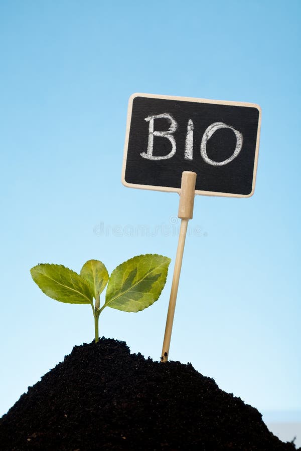Bio Concept with a Plant in Soil Stock Photo - Image of grow, leaf ...