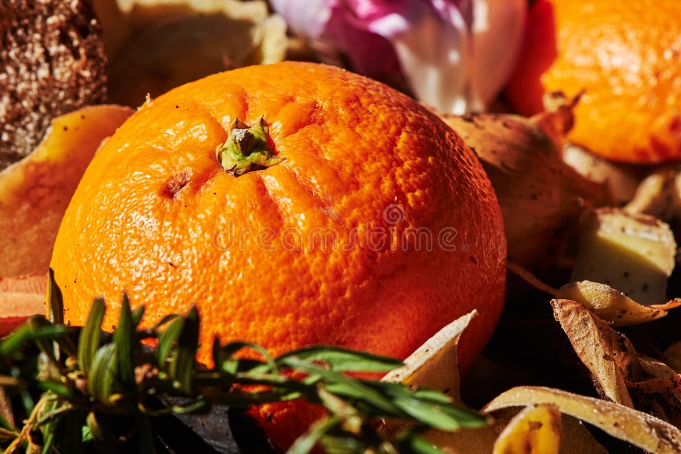 Bio Container with Various Organic Wastes for Recycling Stock Image ...