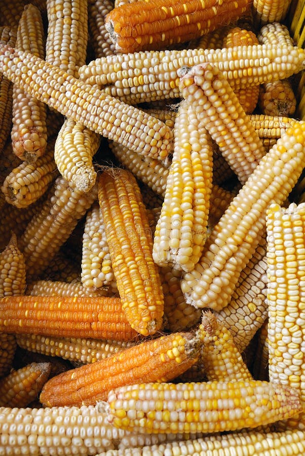 Bio corn stock image. Image of harvesting, farm, yellow - 68328965