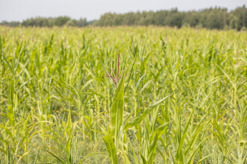 BIO Corn Grows in the Field Stock Image - Image of crop, natural: 157726631