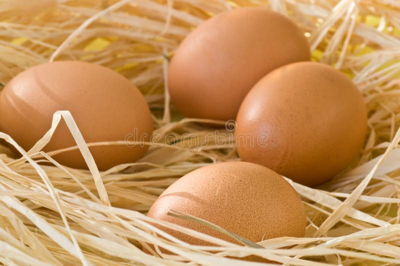 Bio eggs stock photo. Image of isolated, nature, healthy - 42247080