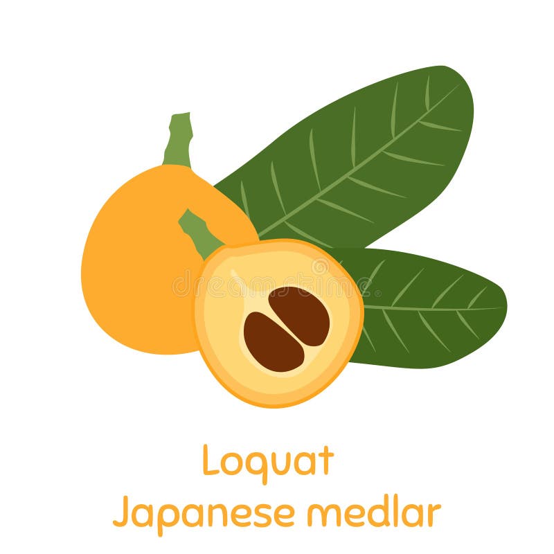 Loquat Tree Stock Illustrations – 103 Loquat Tree Stock Illustrations ...
