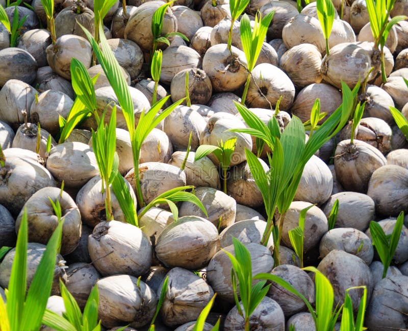 Green Sprouts of Coconut Tree Stock Photo - Image of growing, shoot ...