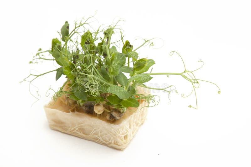 Bio Fresh Affilla Cress Stock Photos - Free & Royalty-Free Stock Photos ...
