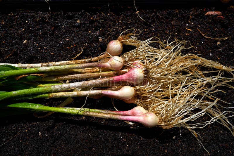Bio Fresh Garlic Just Harvested on Organic Stock Image - Image of grow ...