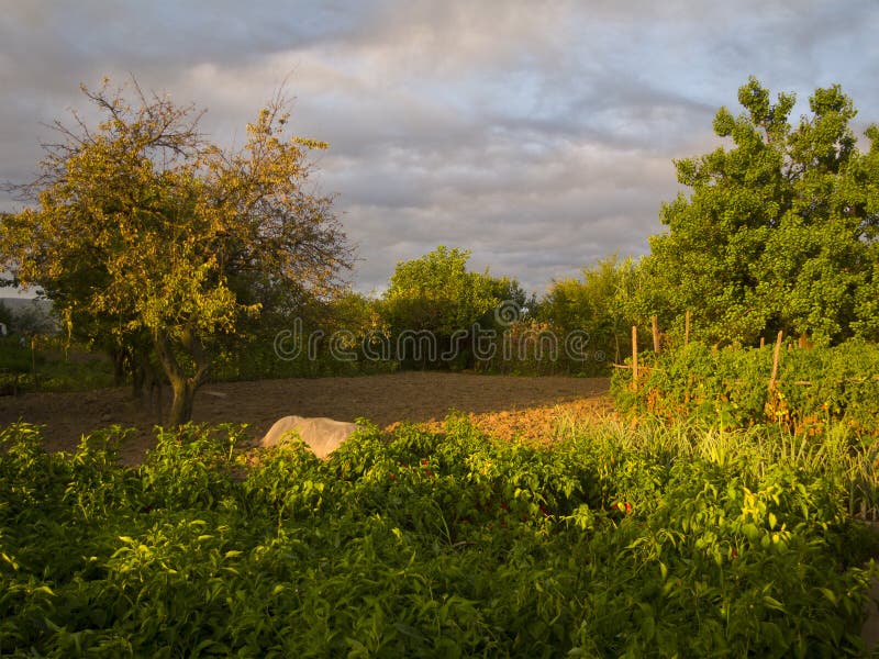 Bio garden in the morning stock image. Image of growing - 43136113