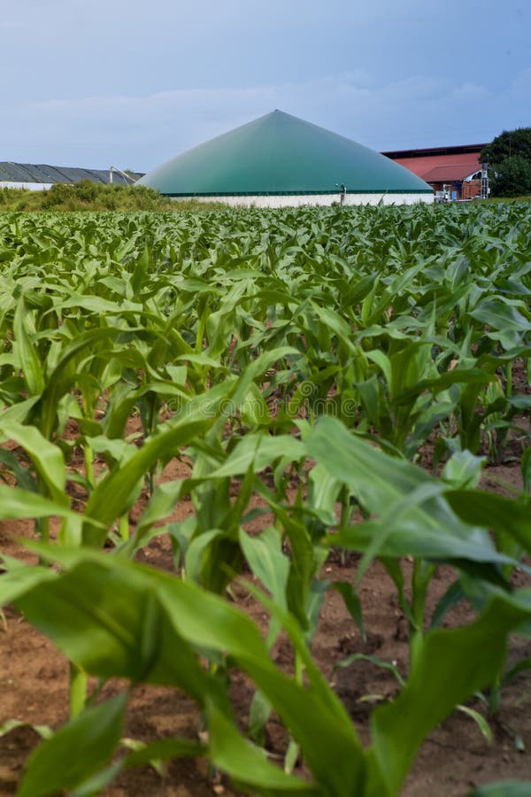 Bio Gas Plant in a Maize Field Stock Image - Image of farm, maize: 55731271