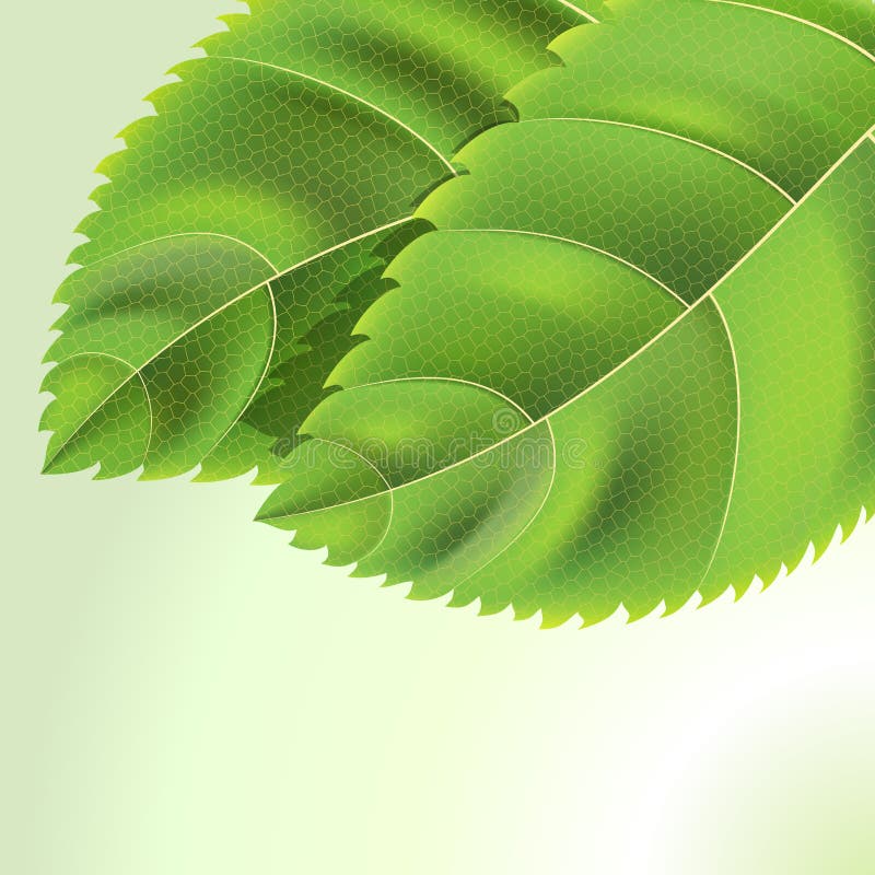 Bio Green Leaves Background with Drops Stock Vector - Illustration of ...