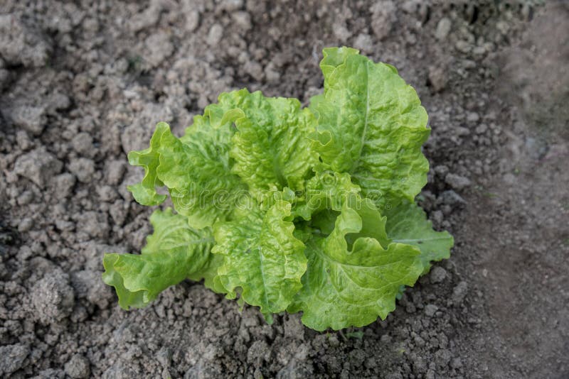 Bio Lettuce in the Garden, Top View Stock Photo - Image of line ...