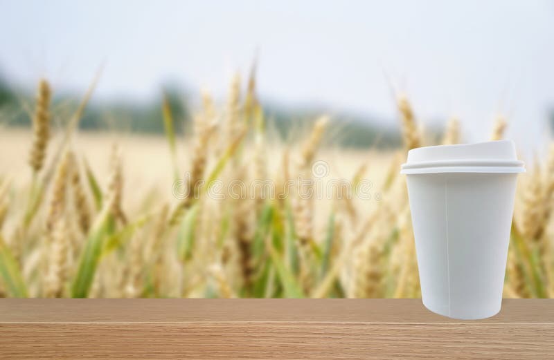 Bio PLA Paper Cup Placed in Front of the Corn Field. Stock Photo ...