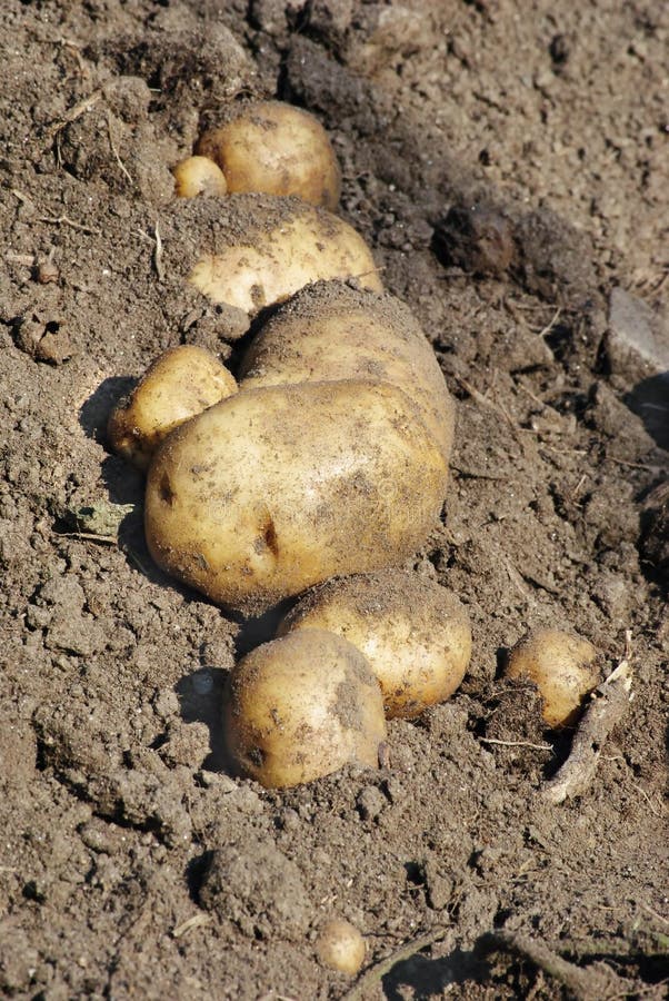Bio potatoes stock photo. Image of growth, garden, farmer - 44164900