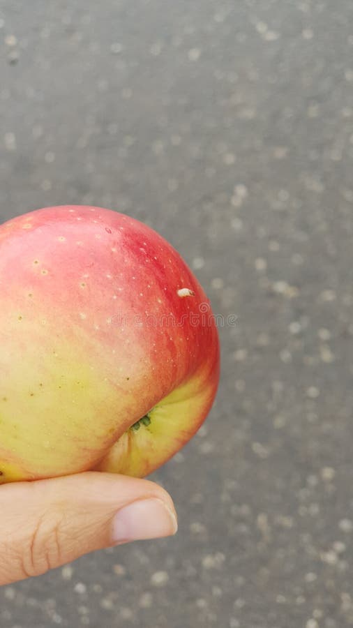 Bio red apple stock image. Image of inside, worm, apple - 124111833