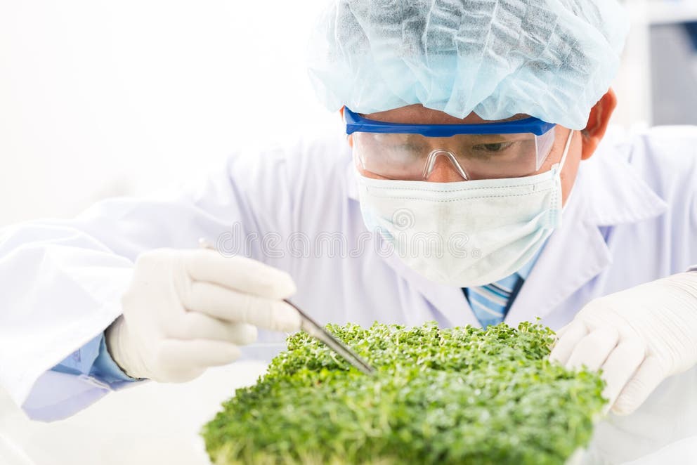 Bio stock image. Image of sprout, study, growth, scrutiny - 55449317