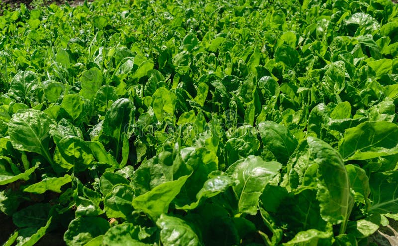 Spinach farm in Vietnam stock photo. Image of farm, culture - 15704496