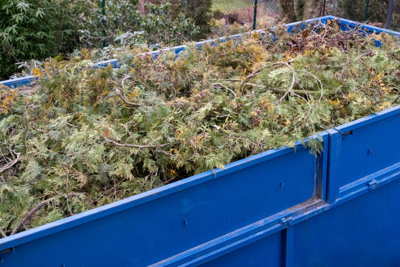 Bio Waste, Pine Tree Branches, Waste are Collected in a Container ...