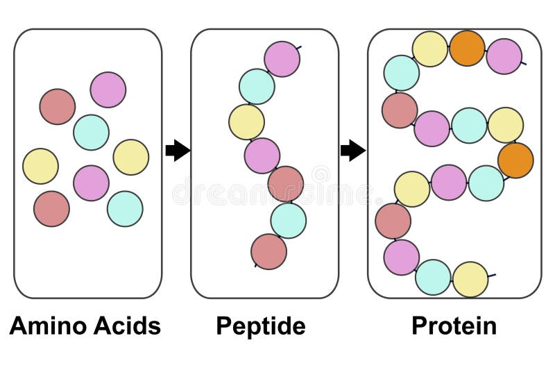 Biochemial Structure of Amino Acids, Peptides and Proteins Molecular ...