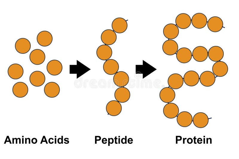 Biochemical Structure of Amino Acids, Peptides and Proteins Molecular ...