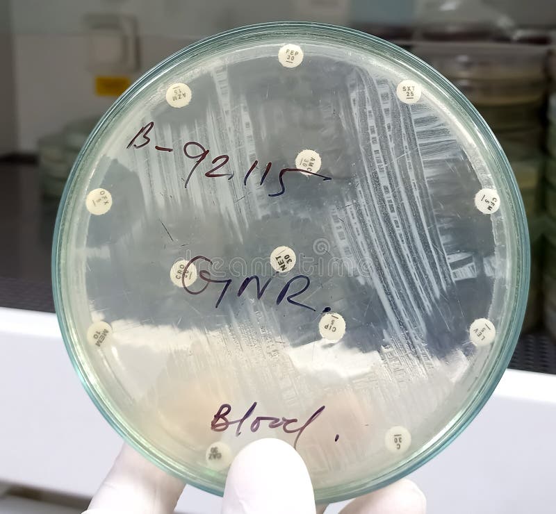Antimicrobial Susceptibility Testing in Petri Dish. Stock Image - Image ...