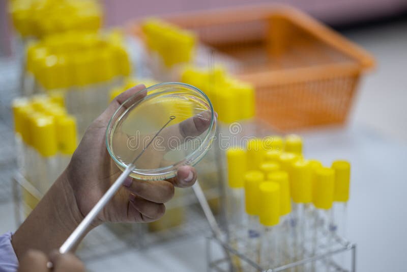 Biochemistry Study in the Laboratory. Stock Photo - Image of bacteria ...