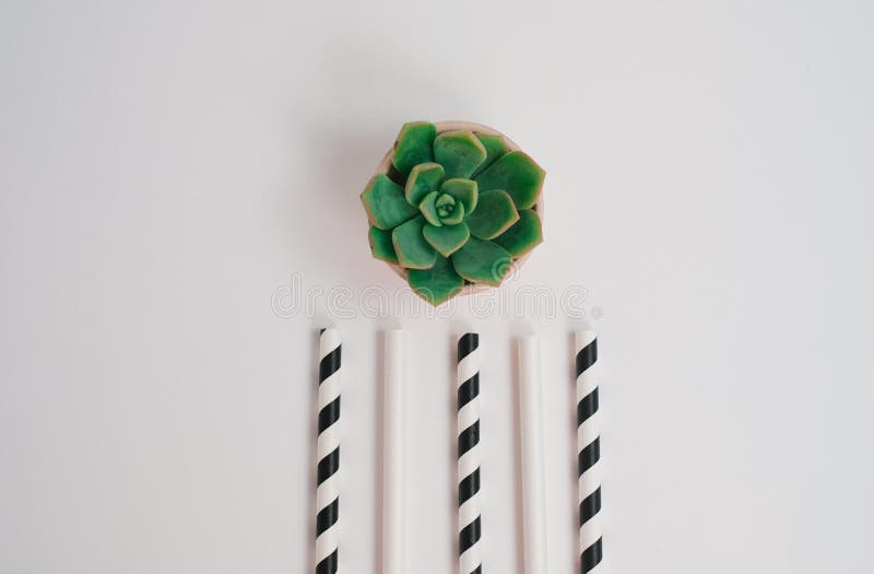 Biodegradable and Reuseable Straw with the Plant. Eco Friendly Food ...