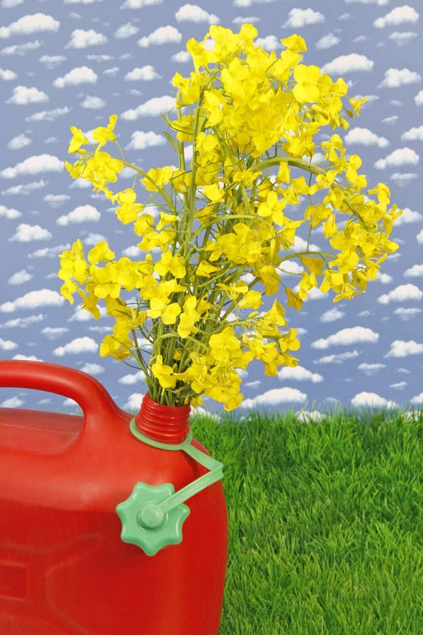 Biodiesel stock photo. Image of canola, crop, climate - 10563126