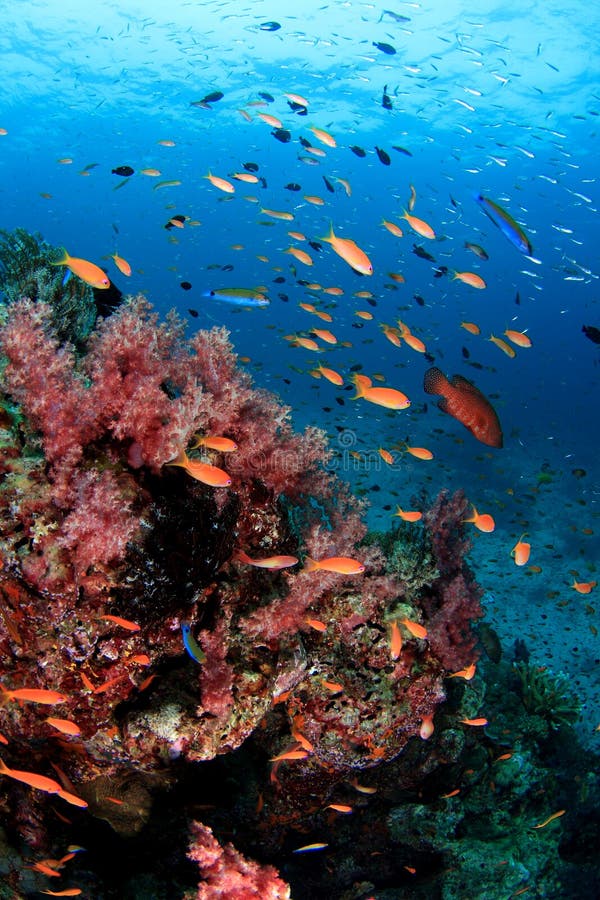 Lots of Fish in a Mediterranean Reef Stock Photo - Image of school ...