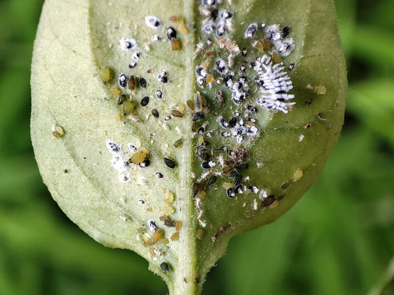 Biodiversity Aphids on a Sprig of Chili Plant Leaves Stock Image ...