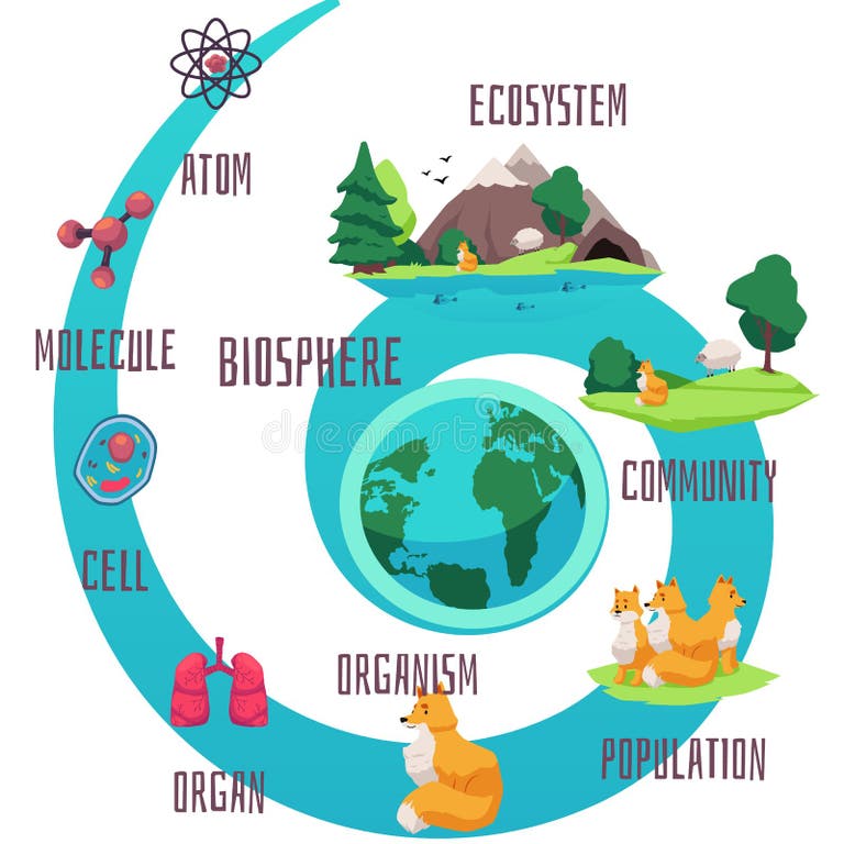 Hierarchy Biological Classification Stock Illustrations – 46 Hierarchy ... Hierarchy Biological Classification Stock Illustrations – 46 Hierarchy ...