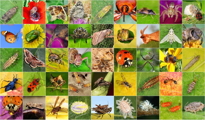 Biodiversity and Colors in the Insect World Stock Image - Image of ...
