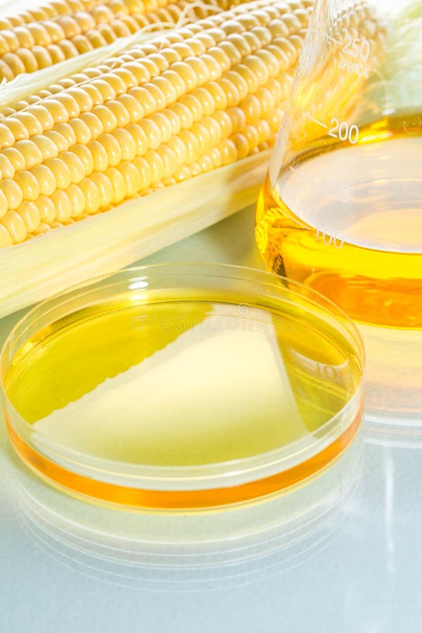 Biofuel or Corn Syrup Sweetcorn Stock Photo - Image of fructose ...