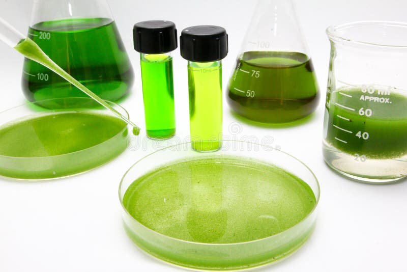 Biofuel van algen stock afbeelding. Image of industrie - 25505869