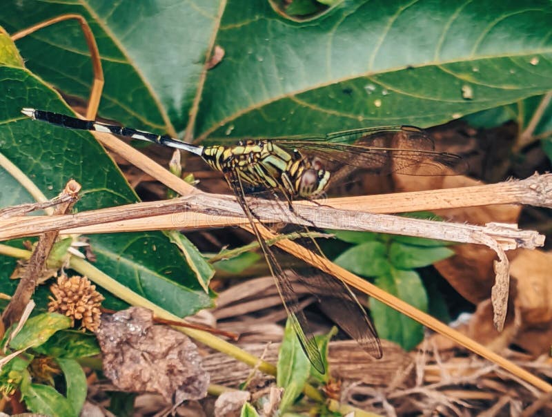 Bioindicator Insects Stock Photos - Free & Royalty-Free Stock Photos ...