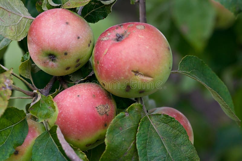 Biological apples stock image. Image of season, apple - 6611525