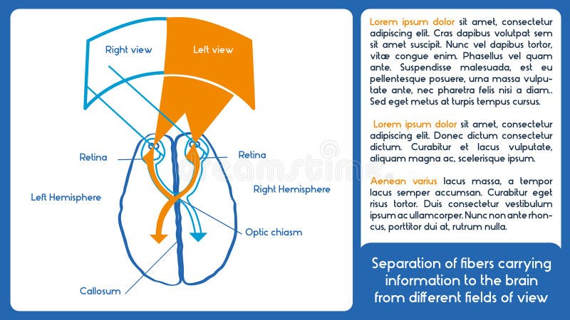 Biological Asymmetry Vector Scheme Stock Illustrations – 2 Biological ...