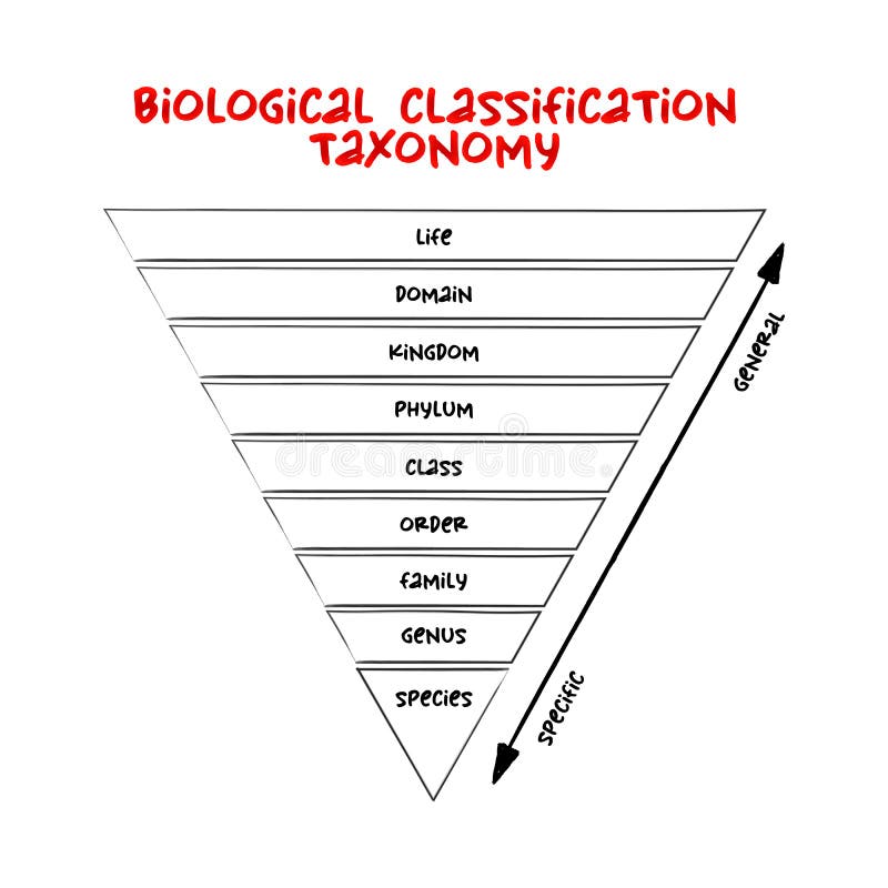 Hierarchy Biological Classification Stock Illustrations – 46 Hierarchy ... Hierarchy Biological Classification Stock Illustrations – 46 Hierarchy ...