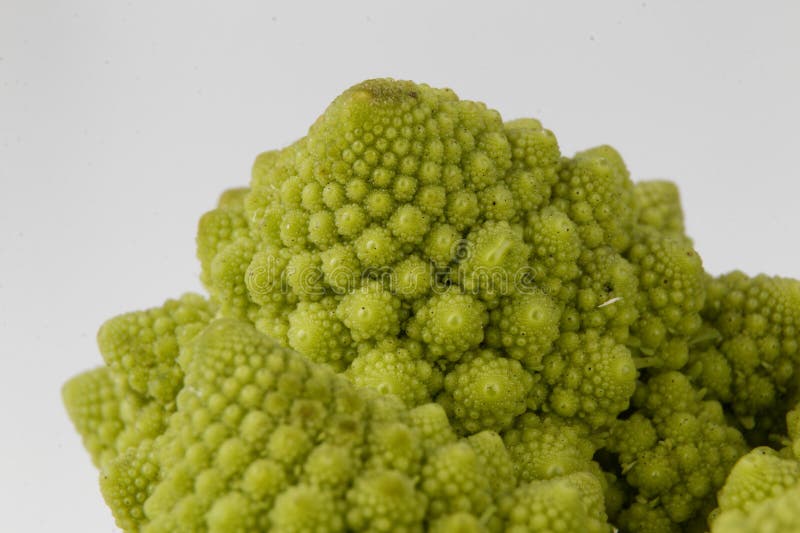 A Biological Example of Fibonacci Spirals and Fractals in Nature Using ...