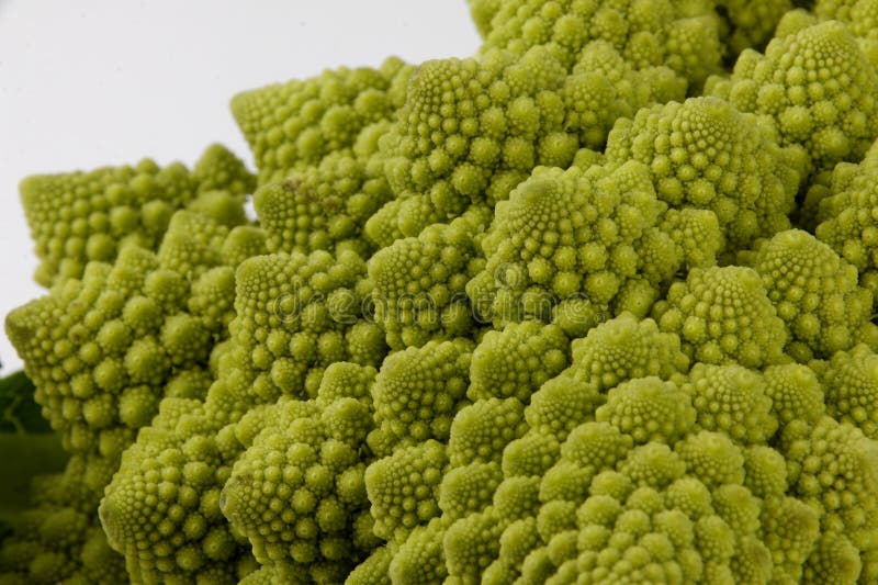 A Biological Example of Fibonacci Spirals and Fractals in Nature Using ...